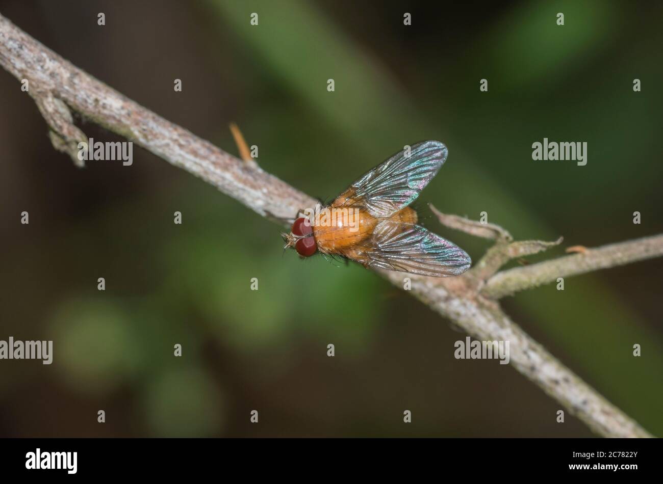 Orange fly (probably Phaonia pallida Stock Photo - Alamy