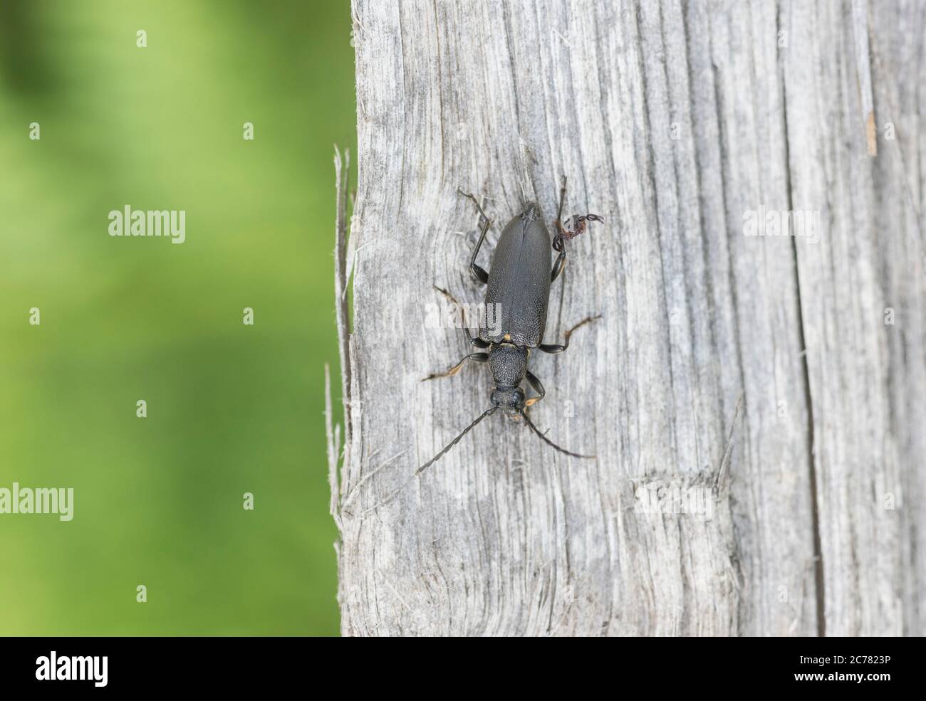 Phoresy, pseudoscorpion hi-res stock photography and images - Alamy