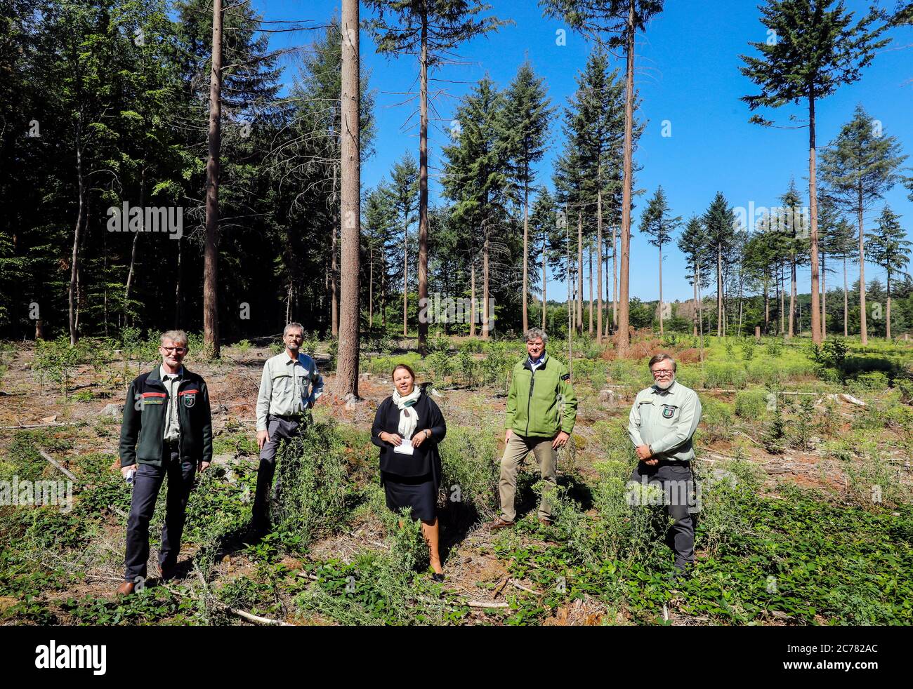 Dying fir tree hi-res stock photography and images - Alamy
