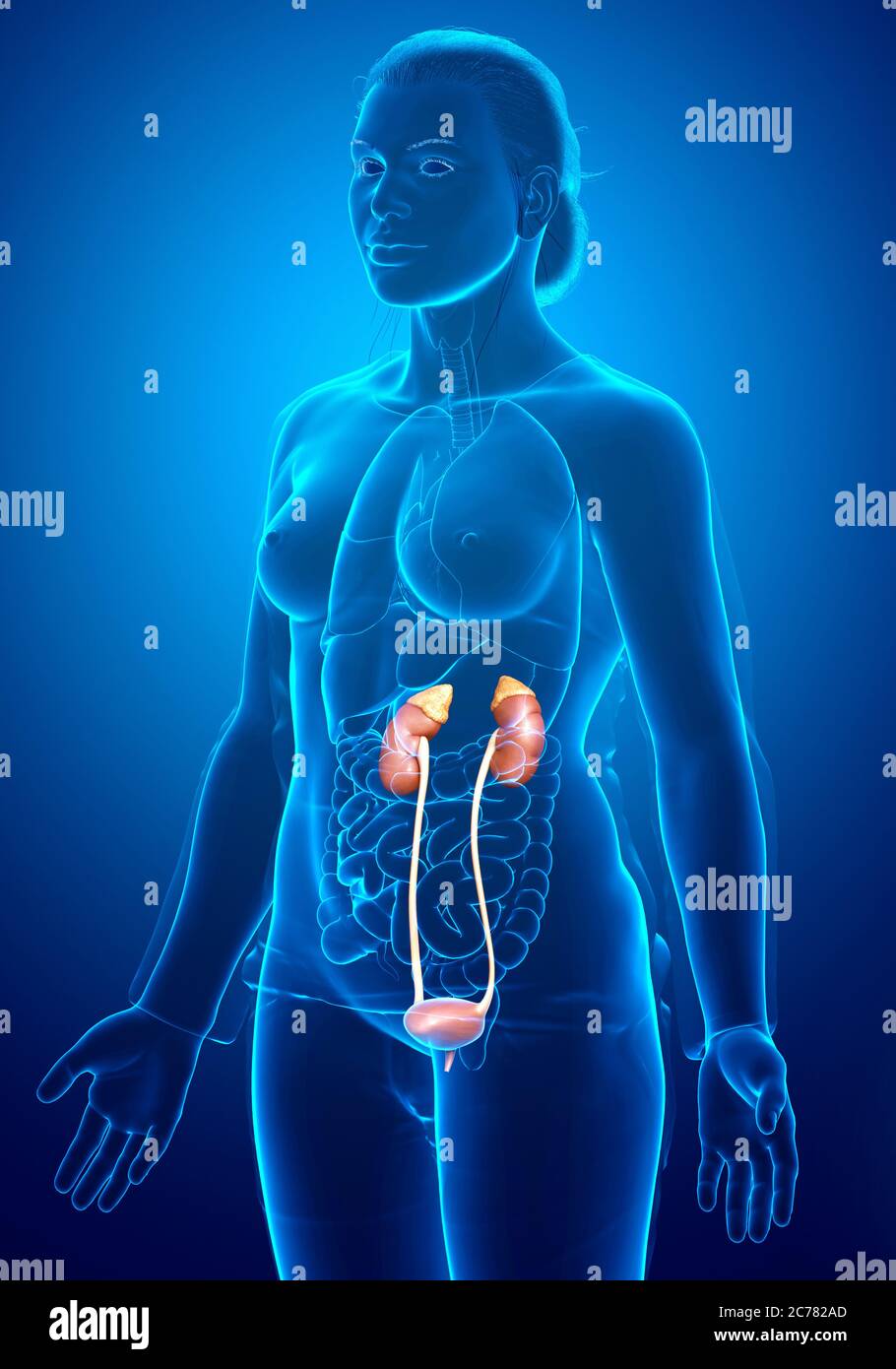3d rendered, medically accurate illustration of female kidneys Stock ...