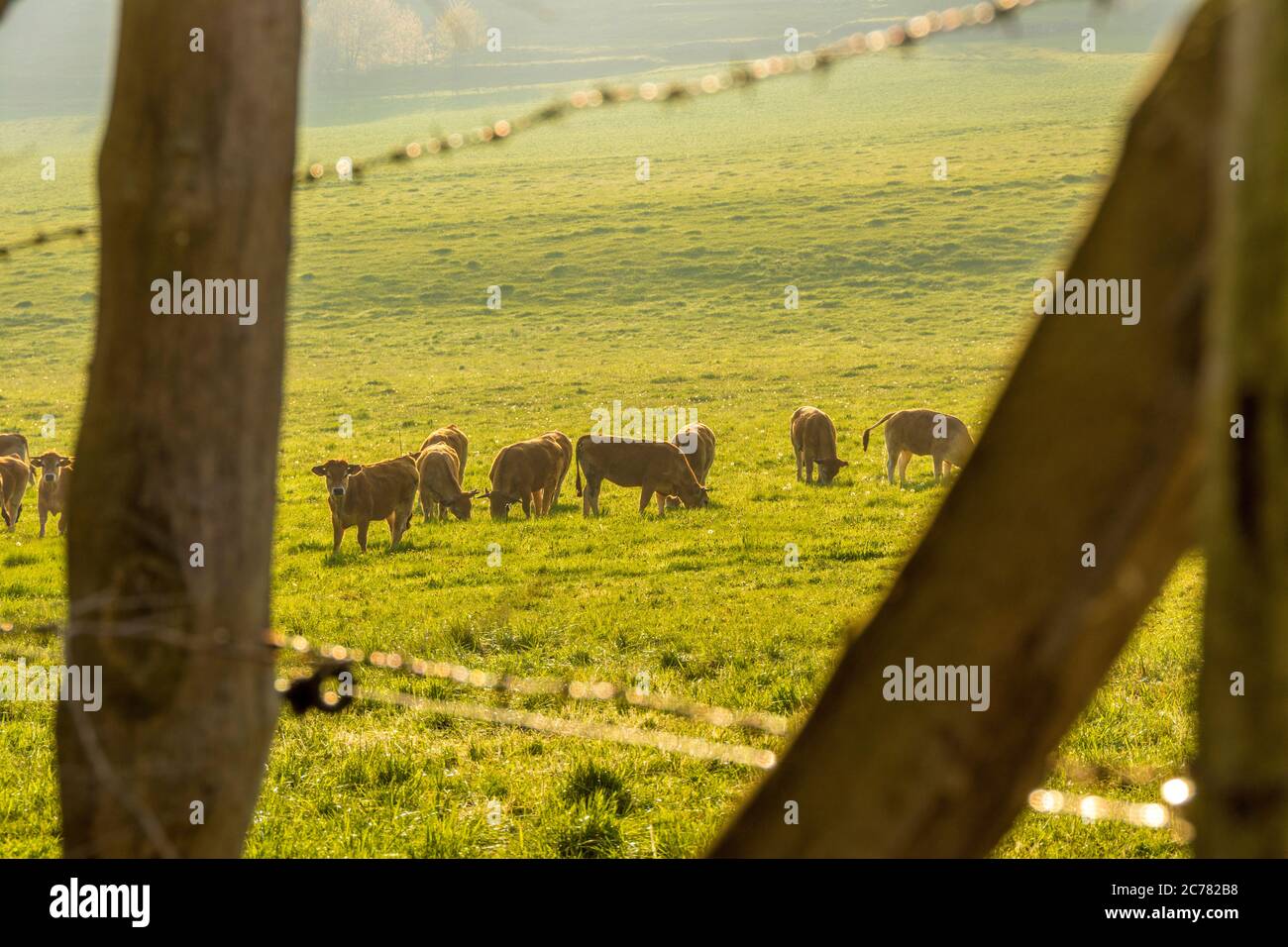 Aubrac cows hi-res stock photography and images - Alamy