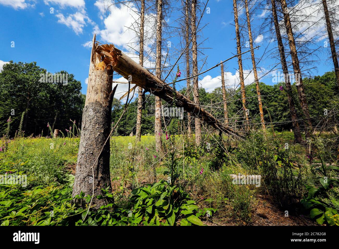 Bonn, North Rhine-Westphalia, Germany - Dying forest in the Kottenforst ...