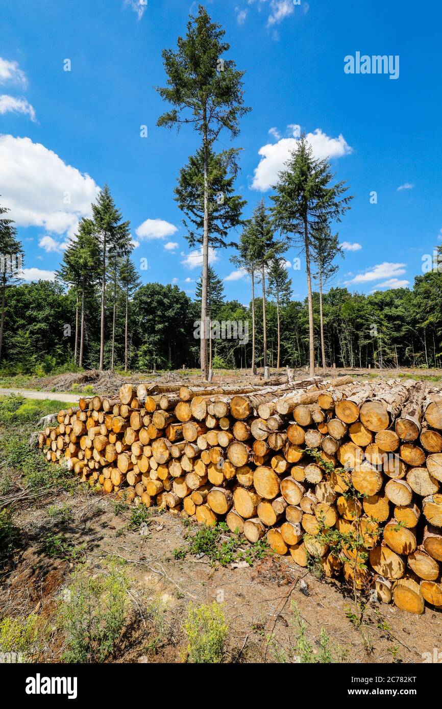 Bonn, North Rhine-Westphalia, Germany - Dying forest in the Kottenforst ...