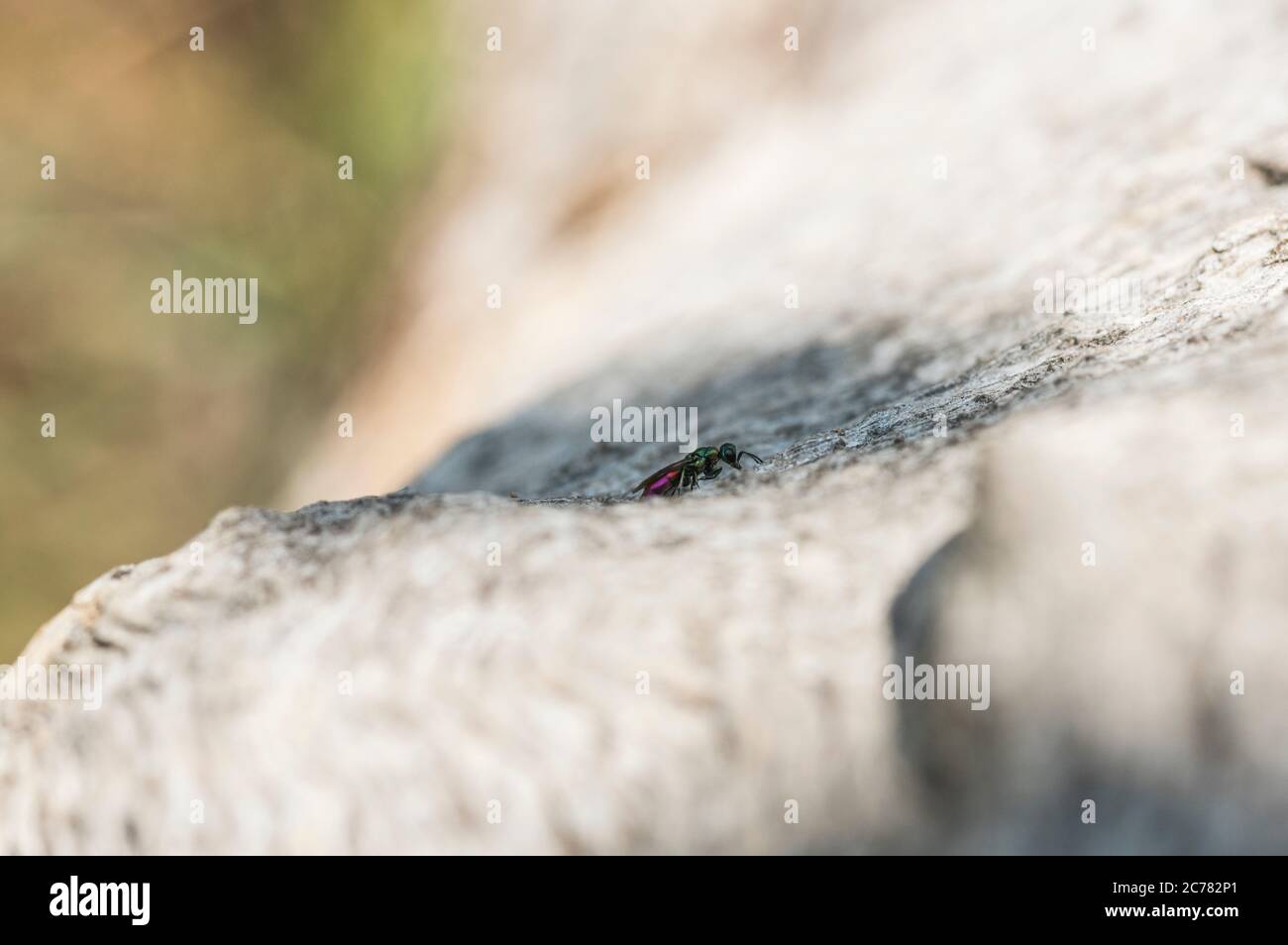 Chrysis species hi-res stock photography and images - Alamy