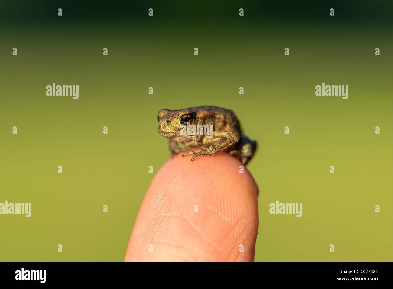 Tiny little toad sitting on human finger in front of the green ...