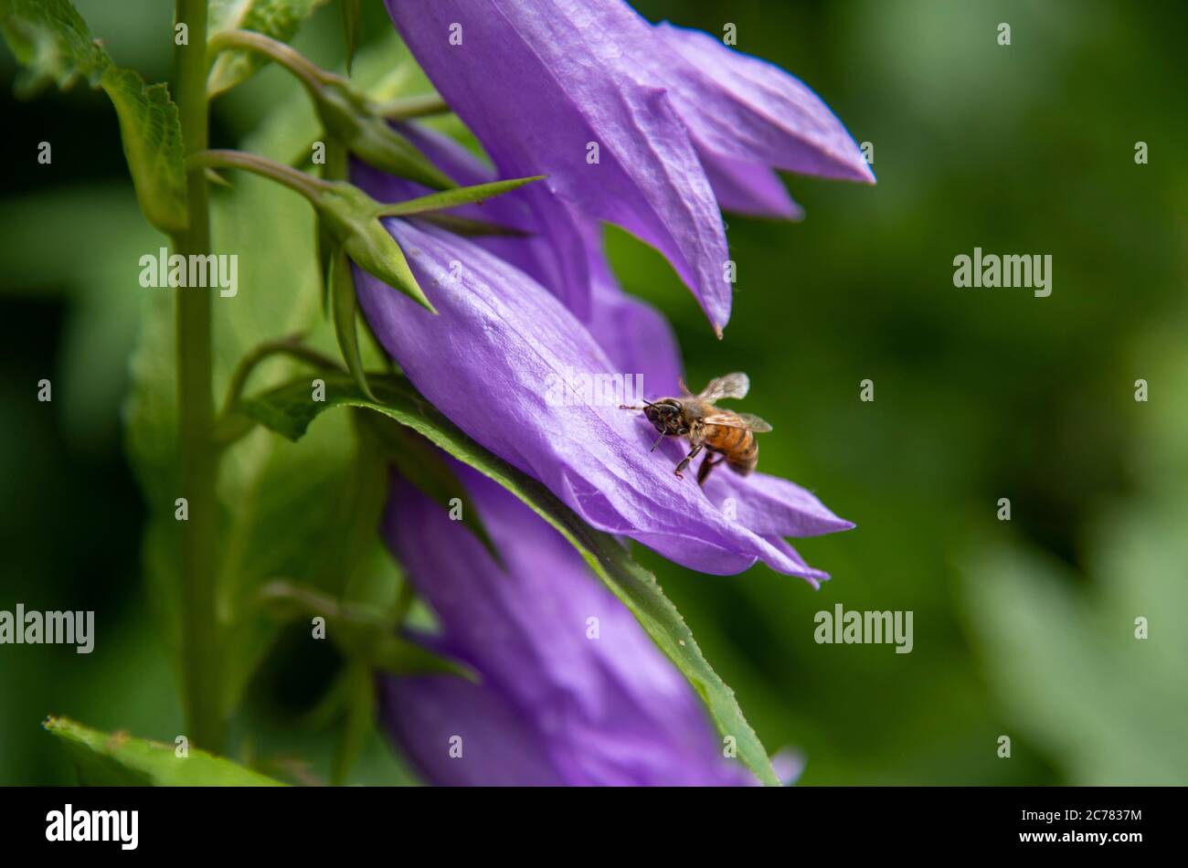 A bee sits on a purple garden bell Stock Photo - Alamy