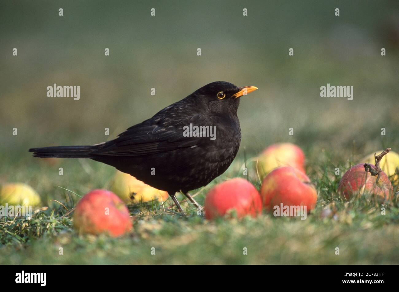 Eurasian blackbird turdus merula hi-res stock photography and images ...