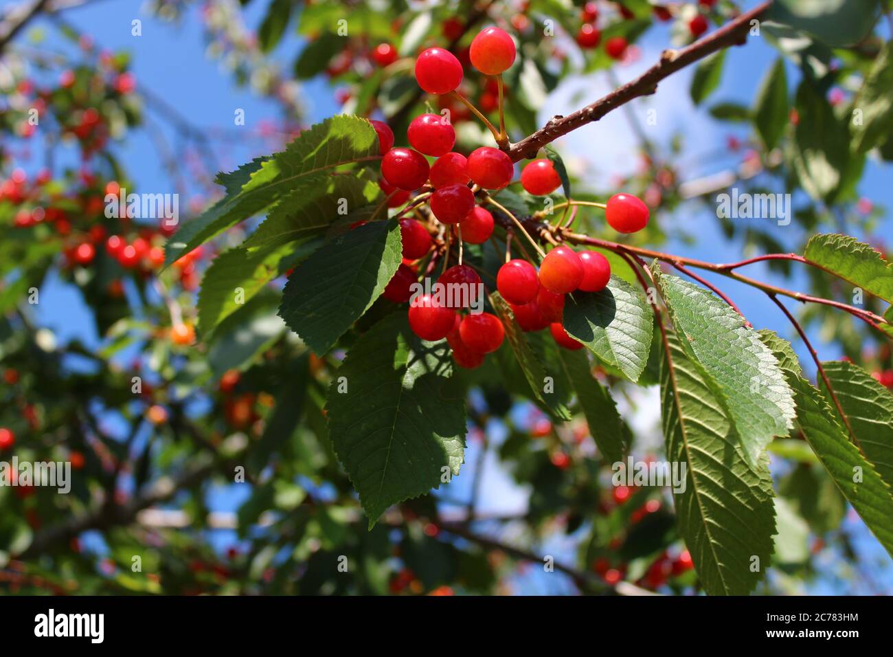 The picture shows a wild cherry in the nature Stock Photo - Alamy