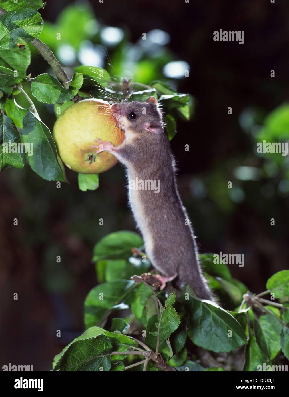 Dormouse Fruit High Resolution Stock Photography and Images - Alamy