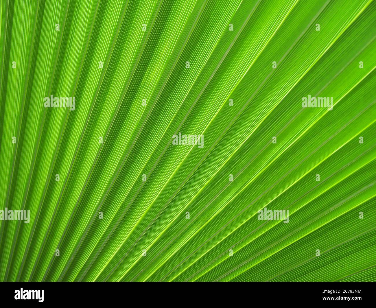 Palm leaf texture Stock Photo - Alamy