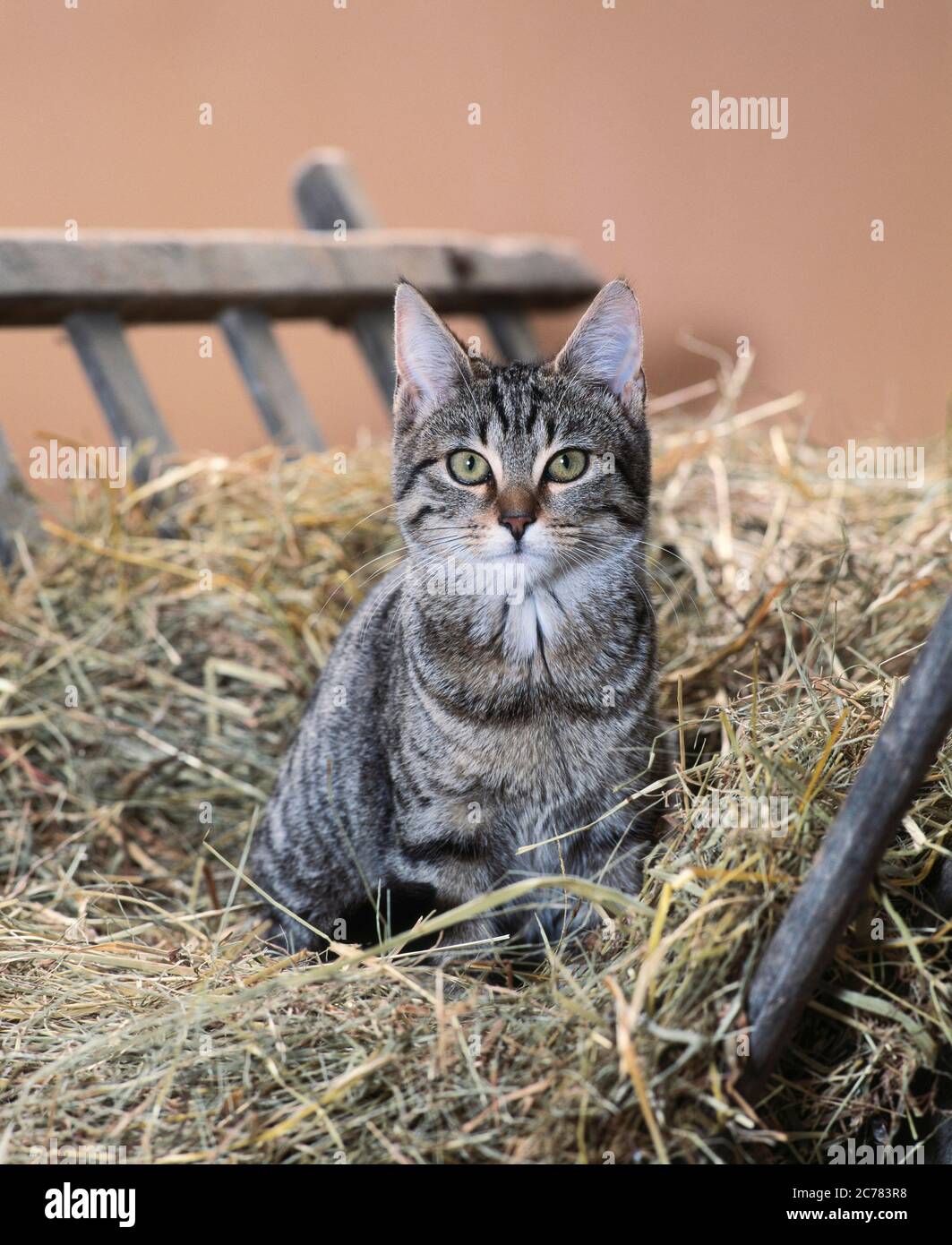 Domestic cat. A tabby adult cat sitting on a cart in hay. Germany Stock ...