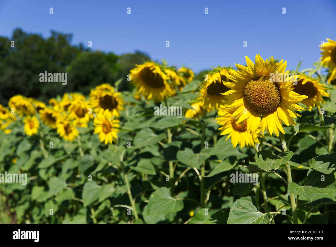 Magnificent sunflowers illuminated by the summer sun Stock Photo - Alamy