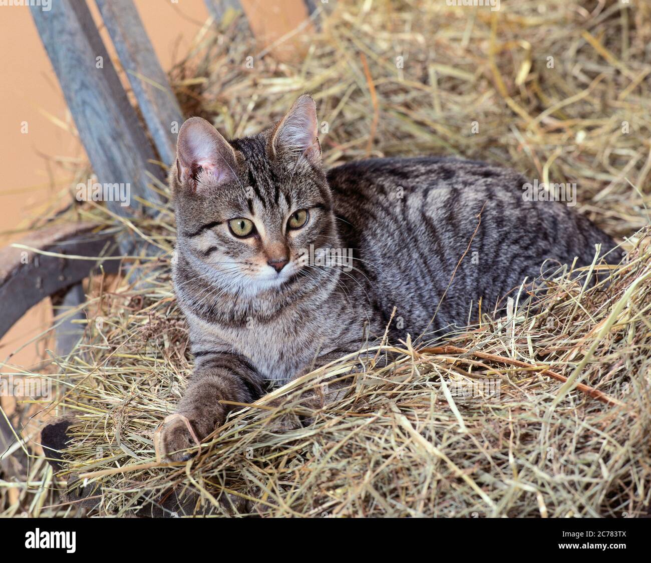 Domestic cat. Domestic cat. A tabby adult cat lies on a cart in hay ...