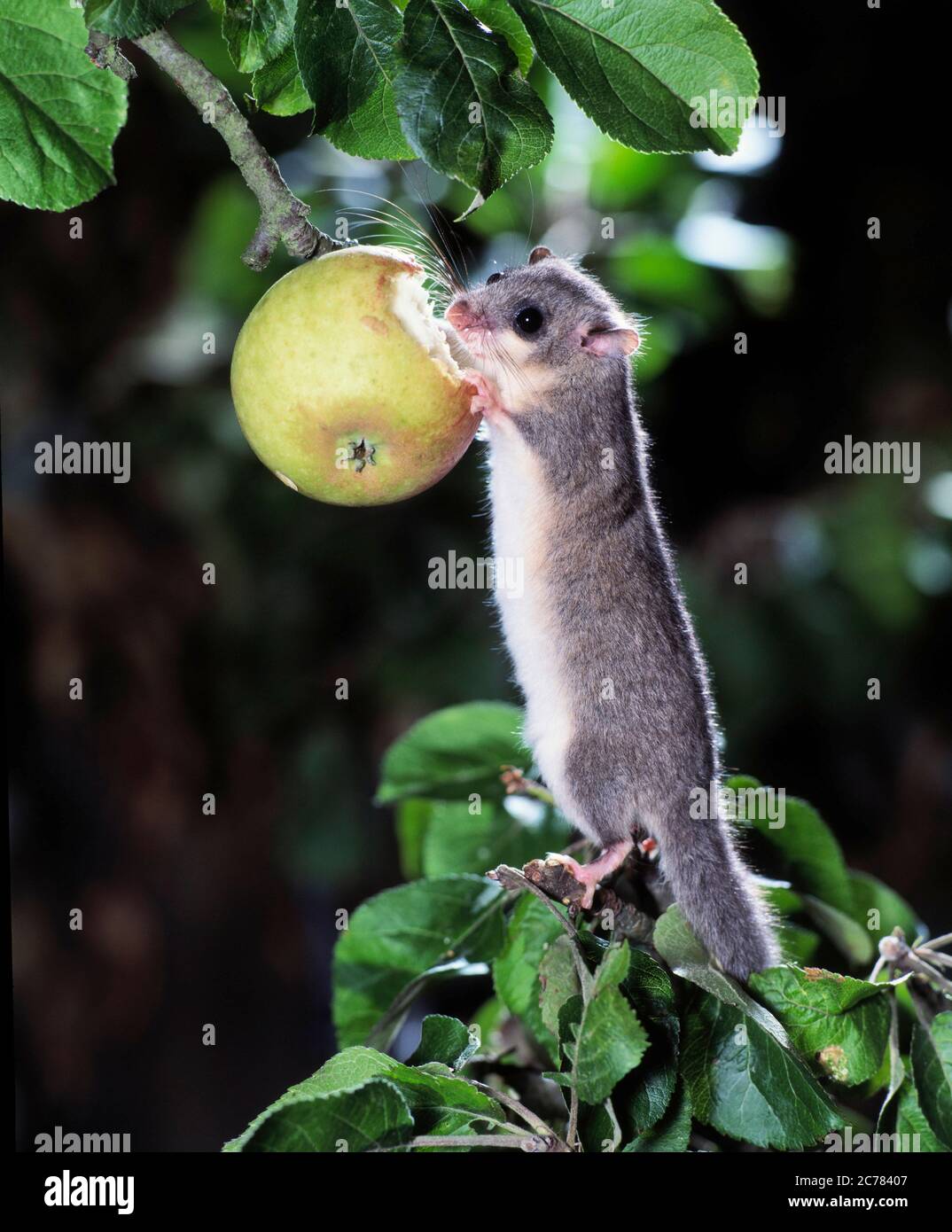 Dormouse Fruit High Resolution Stock Photography and Images - Alamy