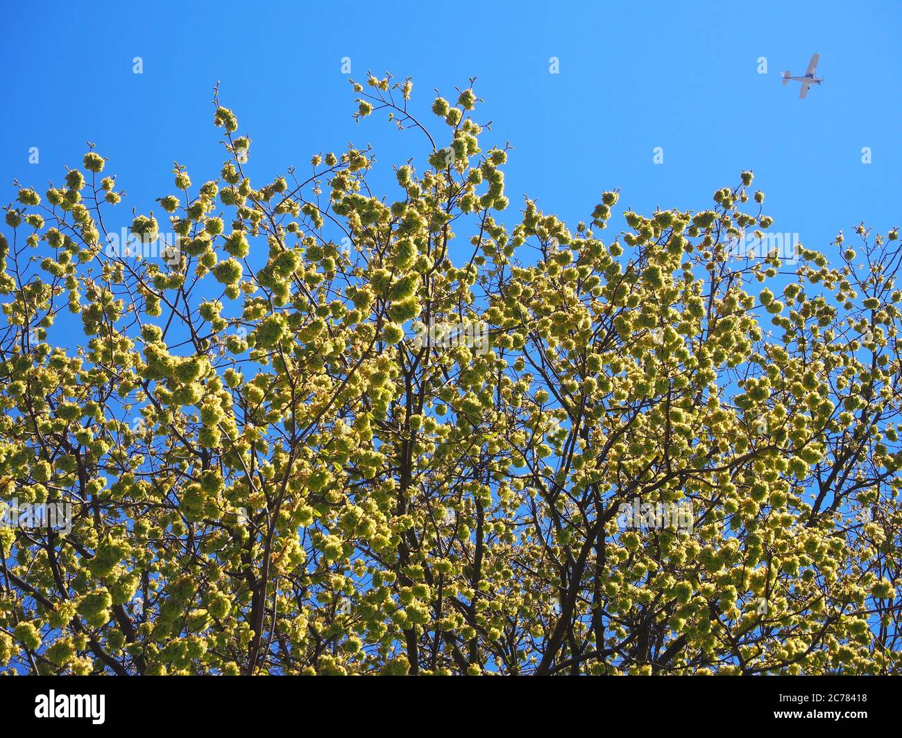 Tree branches over sky Stock Photo - Alamy
