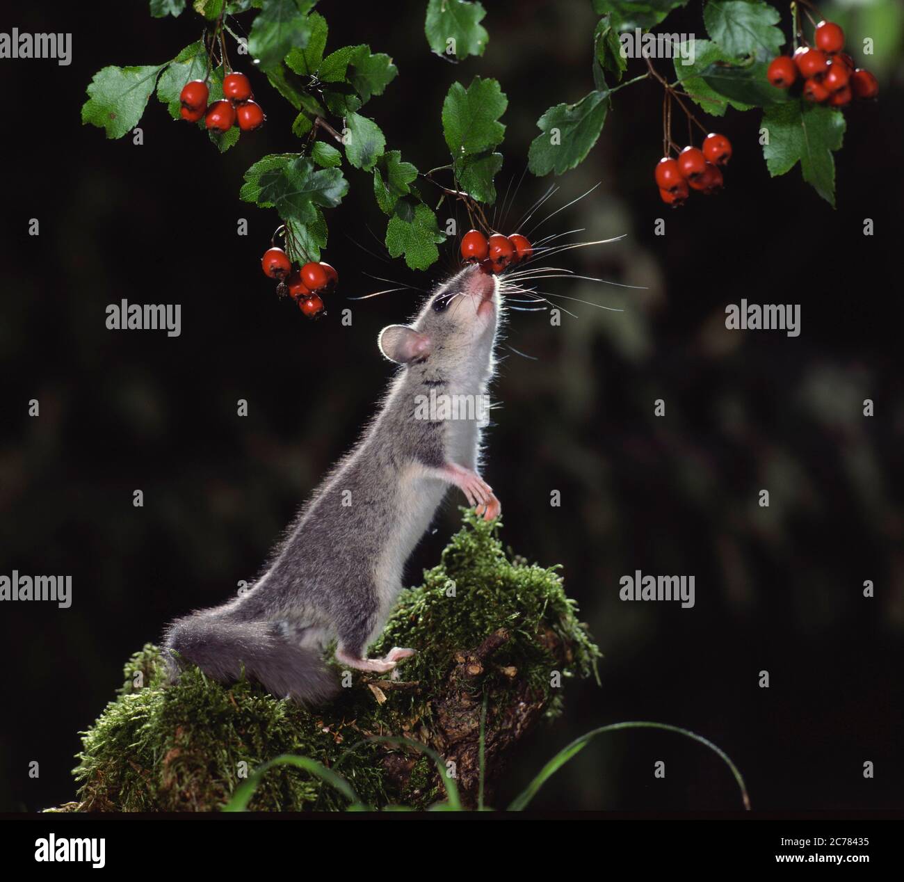Edible Dormouse (Glis glis). Adult stretching for ripe Hawthorn berries ...