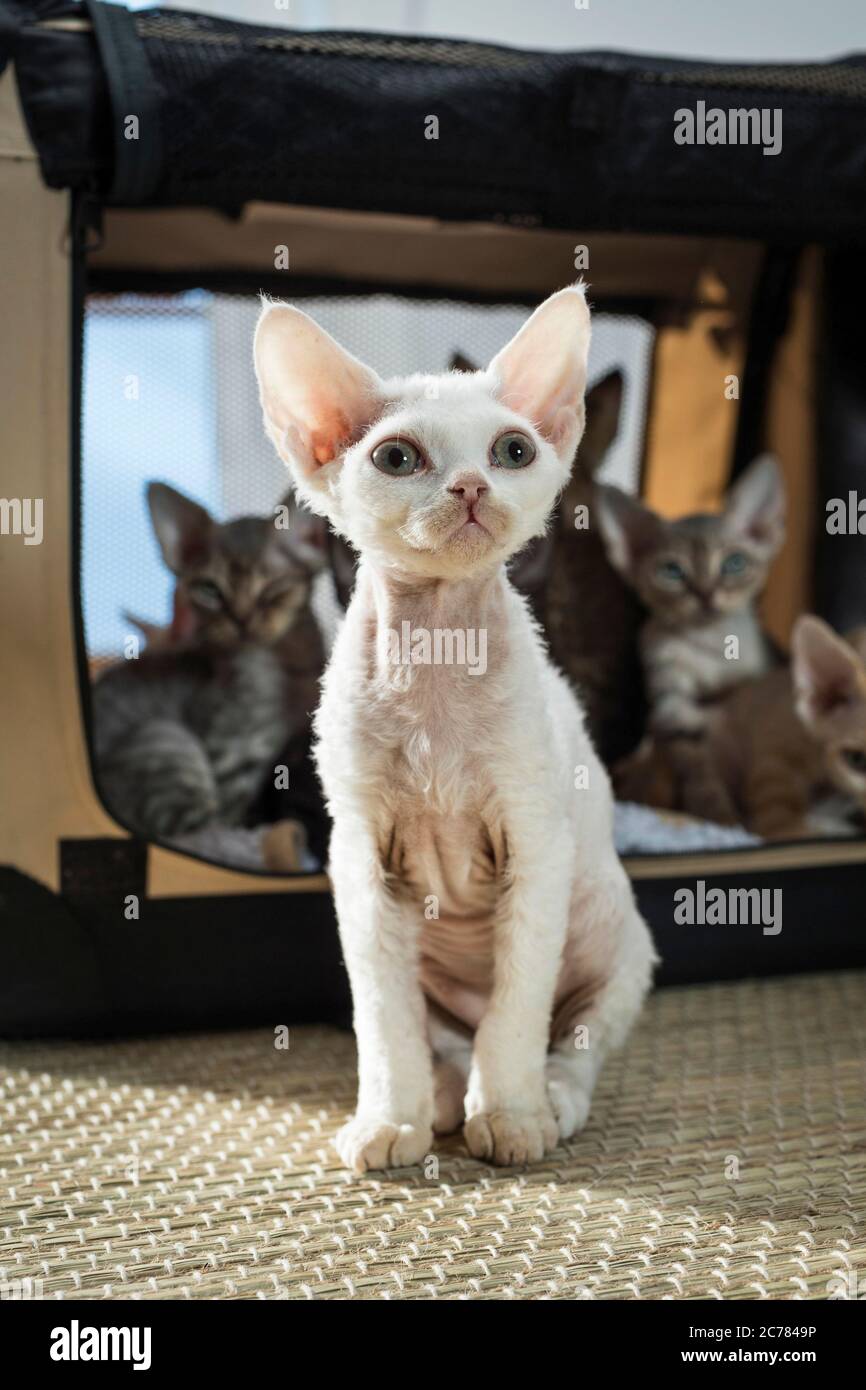 Devon Rex. Kitten sitting in front of pet carrier. Germany Stock Photo ...