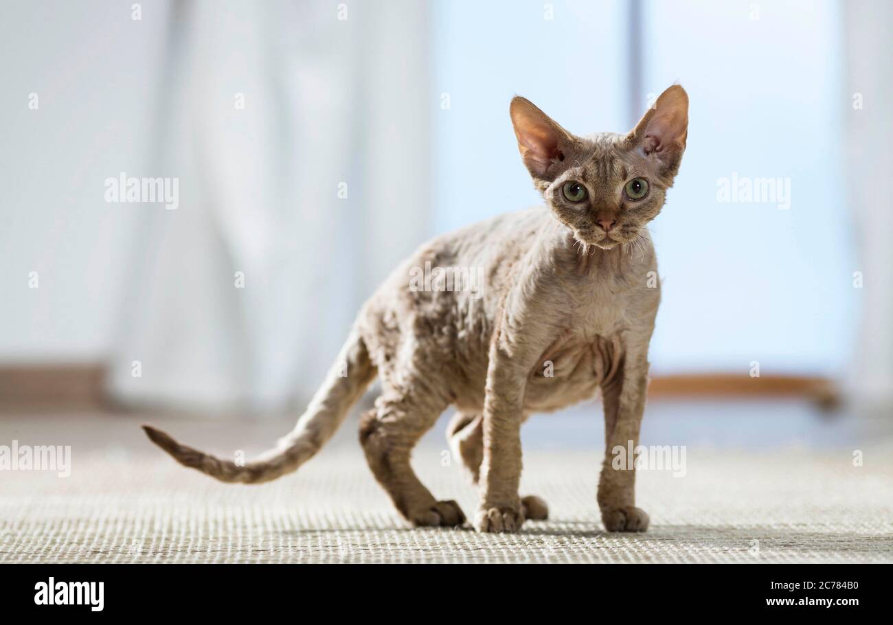 Devon rex cat standing hi-res stock photography and images - Alamy