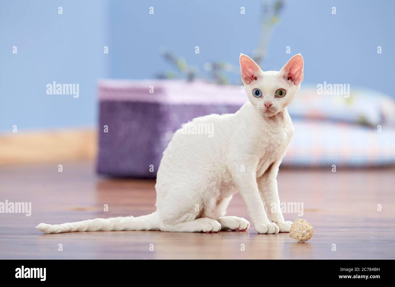 Devon rex kitten eyes hi-res stock photography and images - Alamy