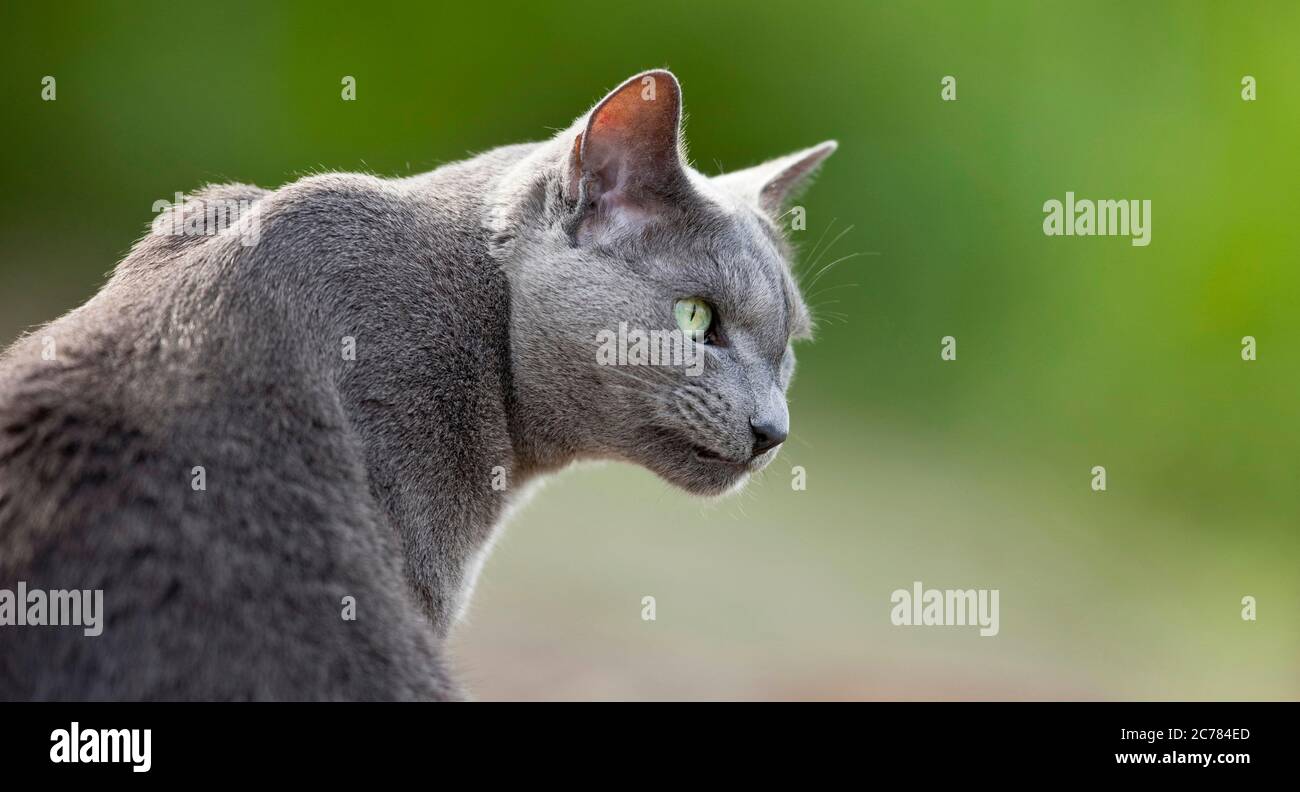 Russian Blue. Portrait of adult cat. Germany Stock Photo - Alamy