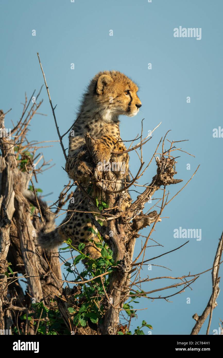 Cheetah cub stands in bush turning head Stock Photo - Alamy