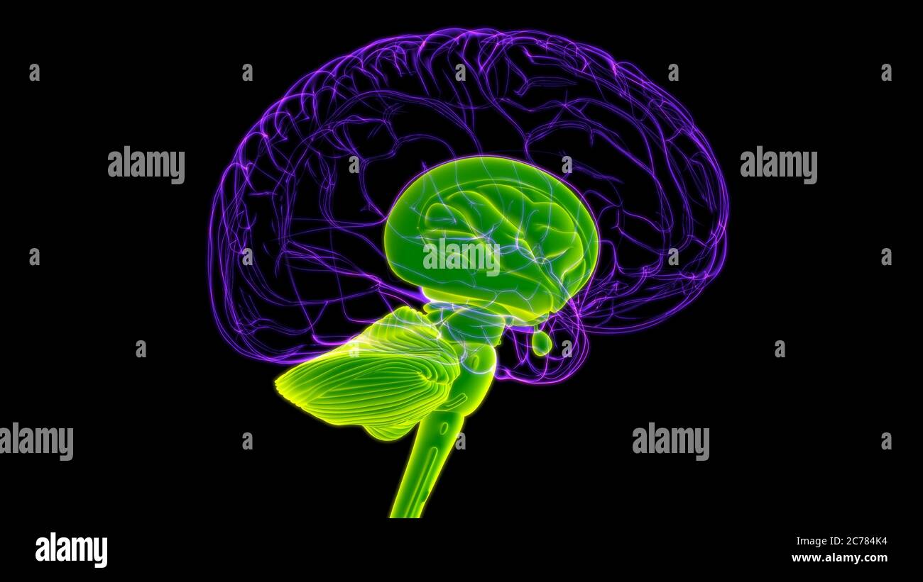 Human Brain inner parts Anatomy For Medical Concept 3D Illustration ...