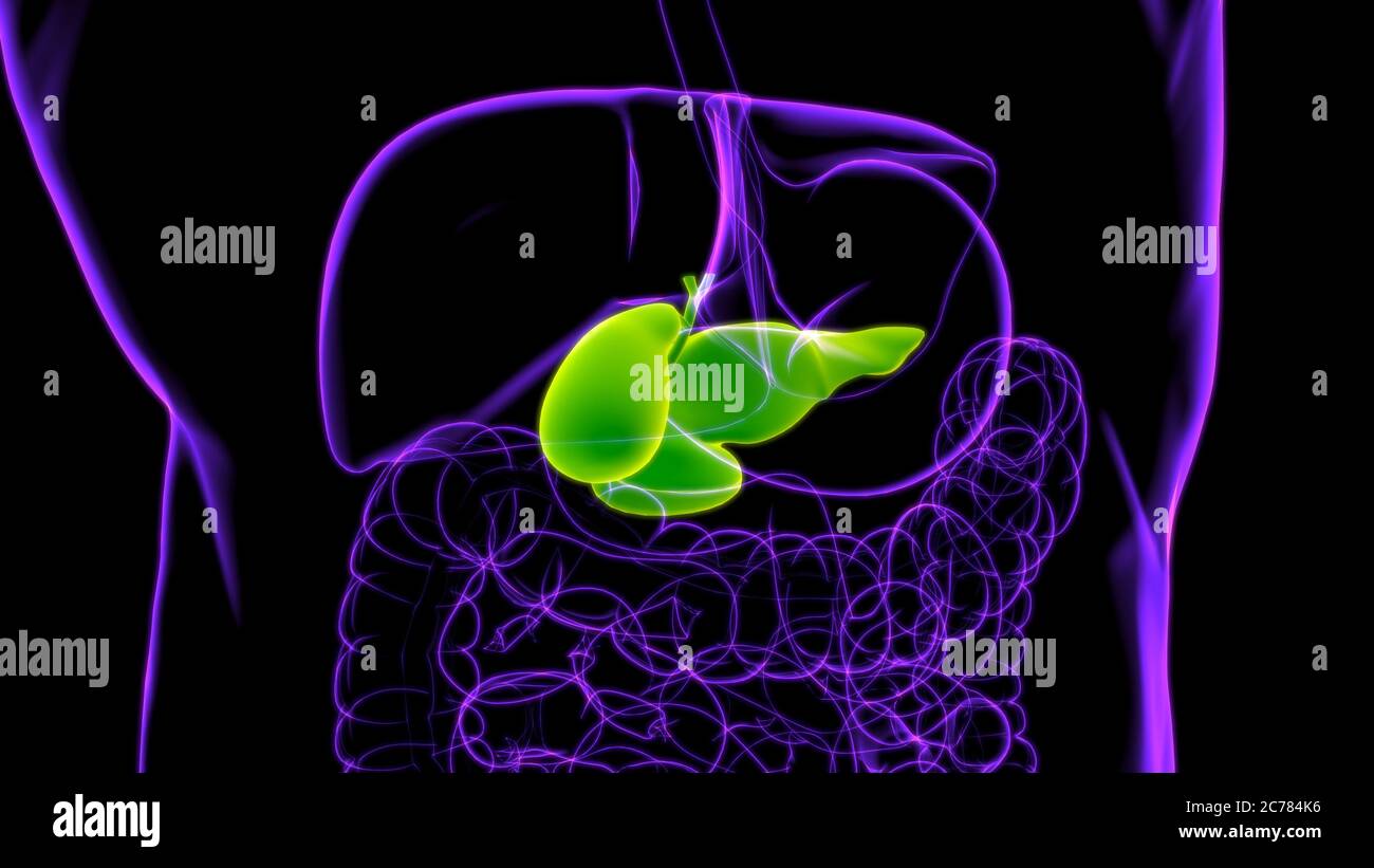 Gall Bladder Human Digestive System Anatomy For Medical Concept 3D ...