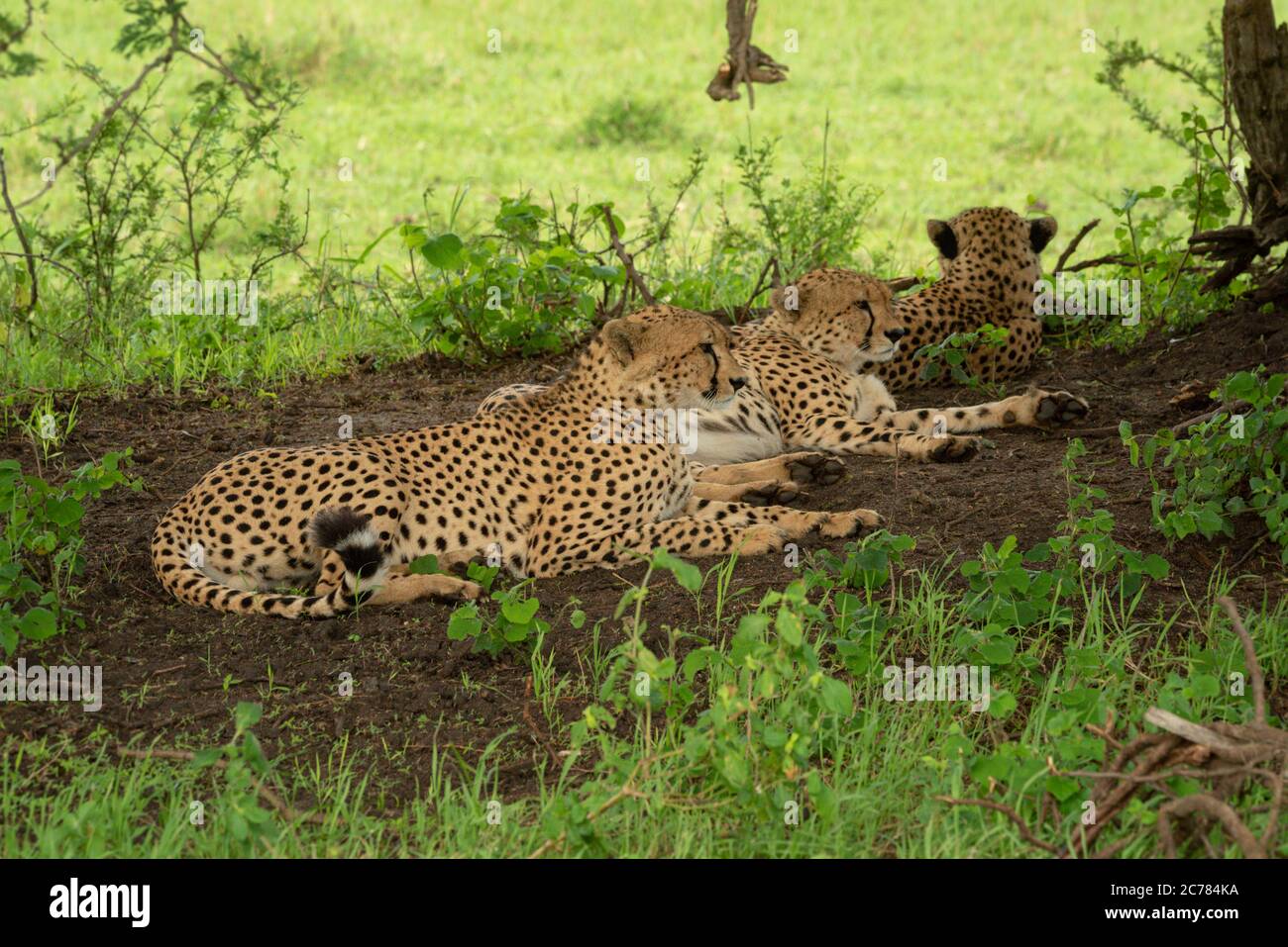 Three cheetahs lie in shade under tree Stock Photo - Alamy