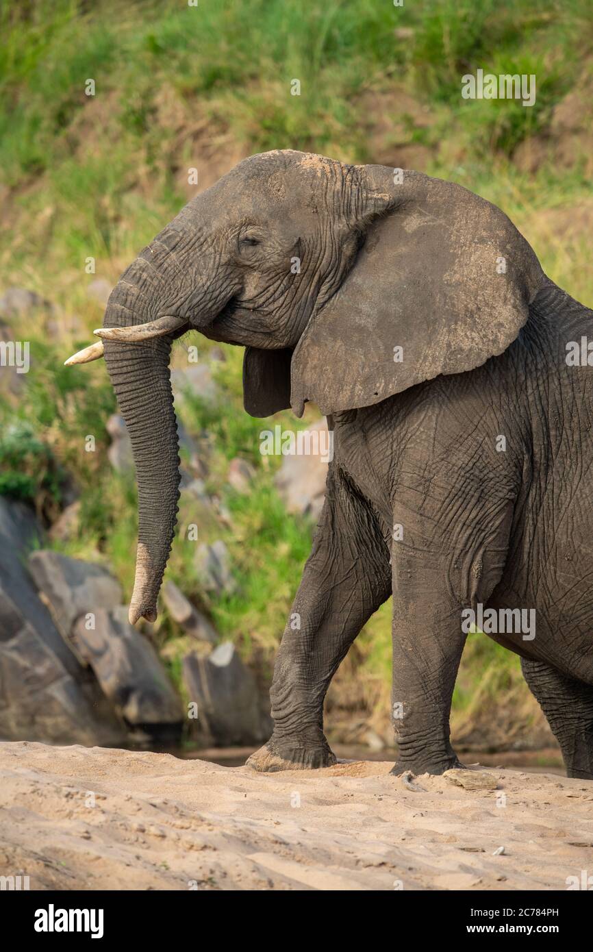 Close-up of African elephant climbing sandy riverbank Stock Photo - Alamy