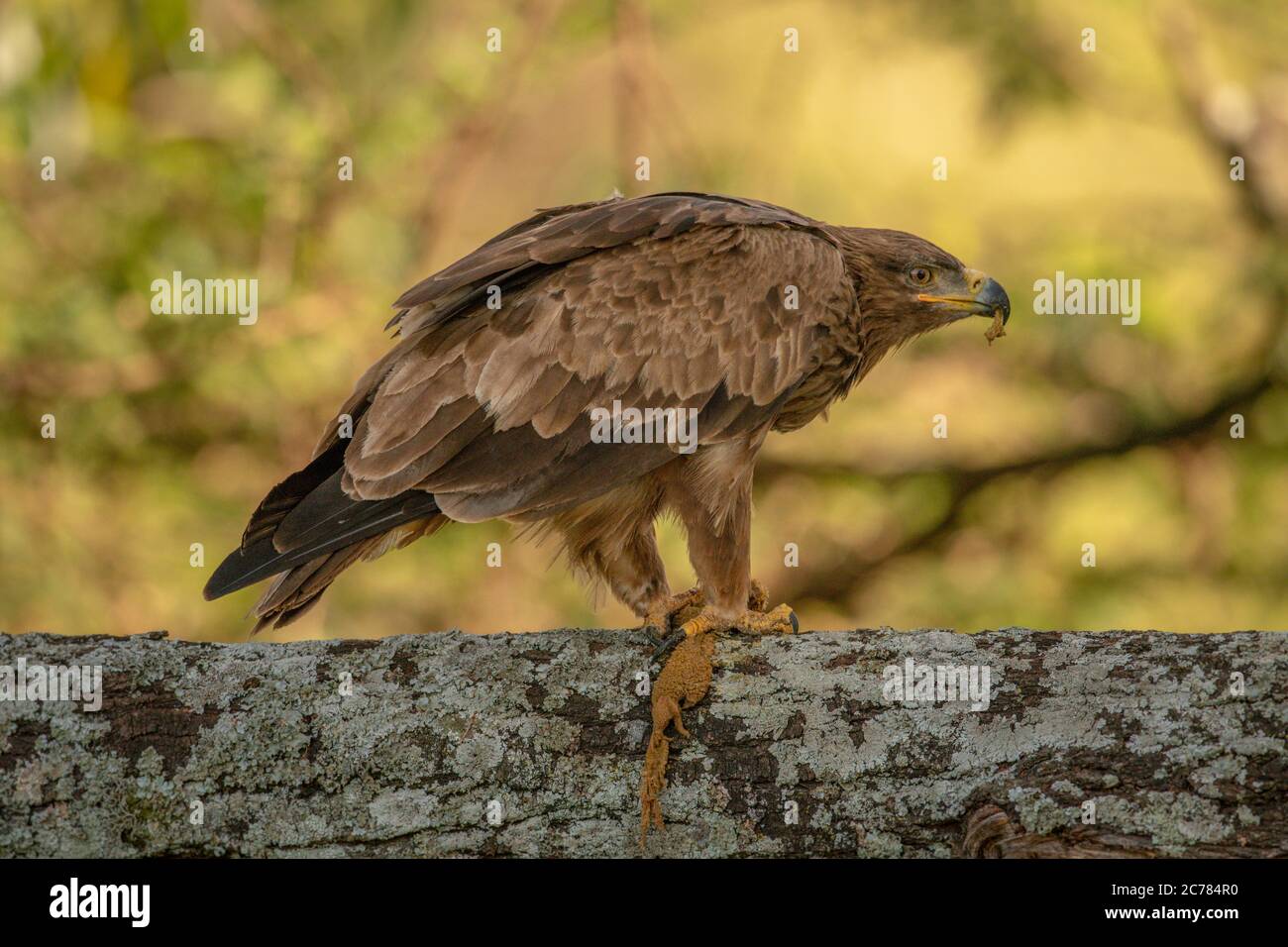 Tawny eagle on lichen-covered branch eating lizard Stock Photo - Alamy
