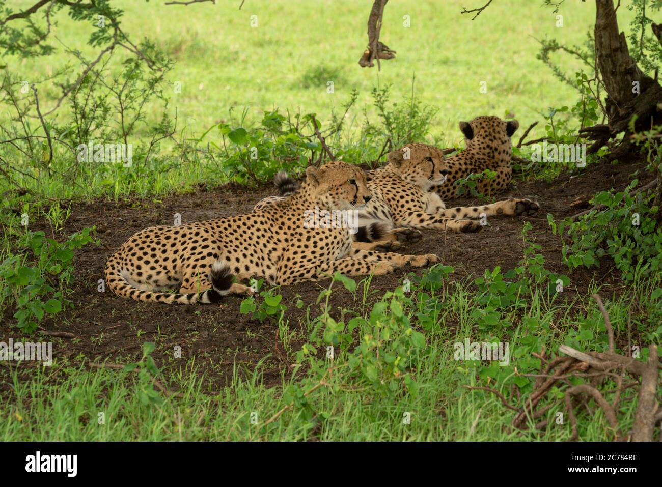 Cheetahs in shade hi-res stock photography and images - Alamy