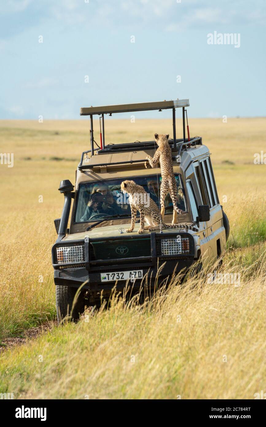 Cheetah on safari vehicle hi-res stock photography and images - Alamy