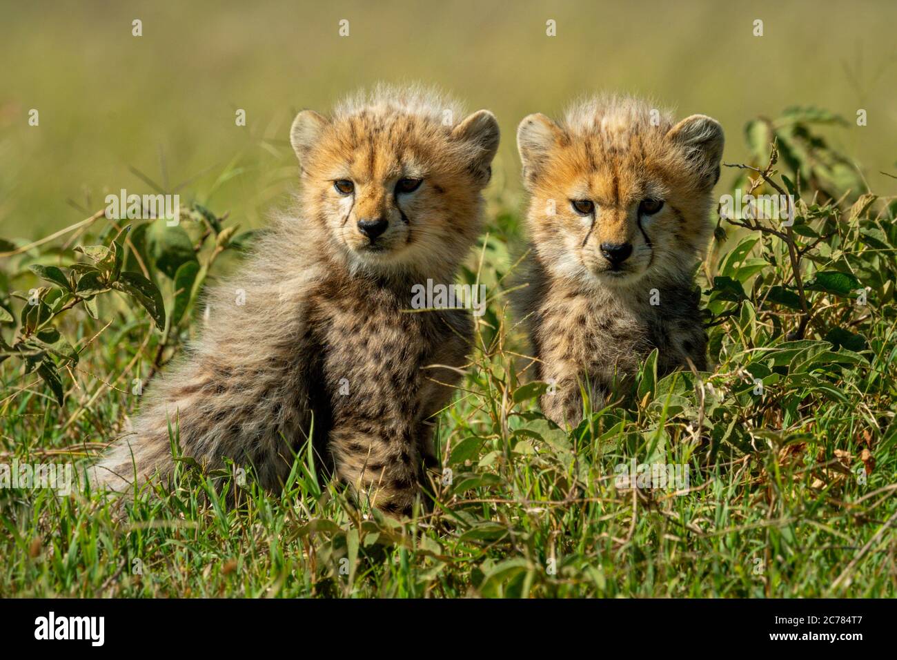 Two cheetah cubs sit in leafy bushes Stock Photo - Alamy