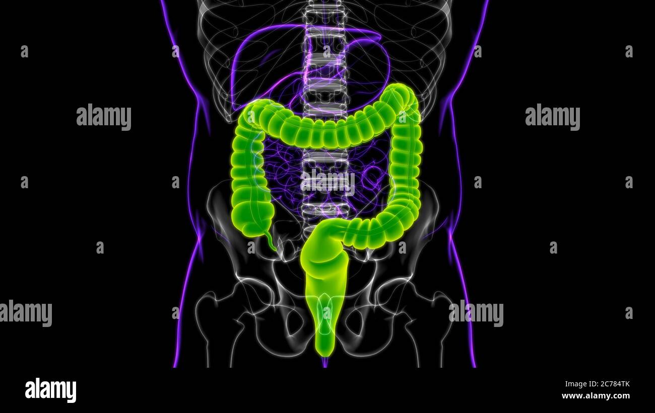 Large Intestine 3D Illustration Human Digestive System Anatomy For ...