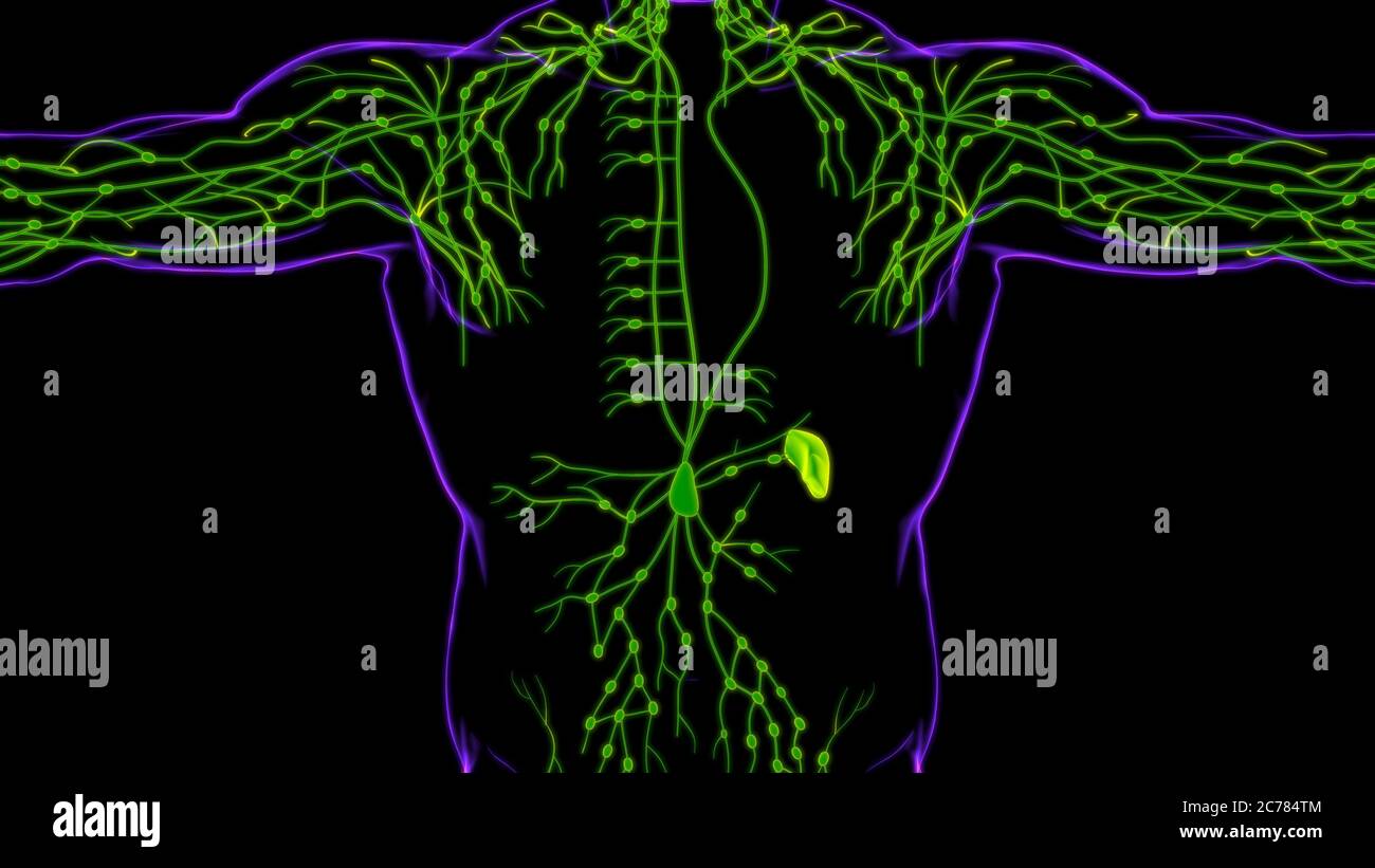 Human Lymph Nodes Anatomy For Medical Concept 3D Illustration Stock ...