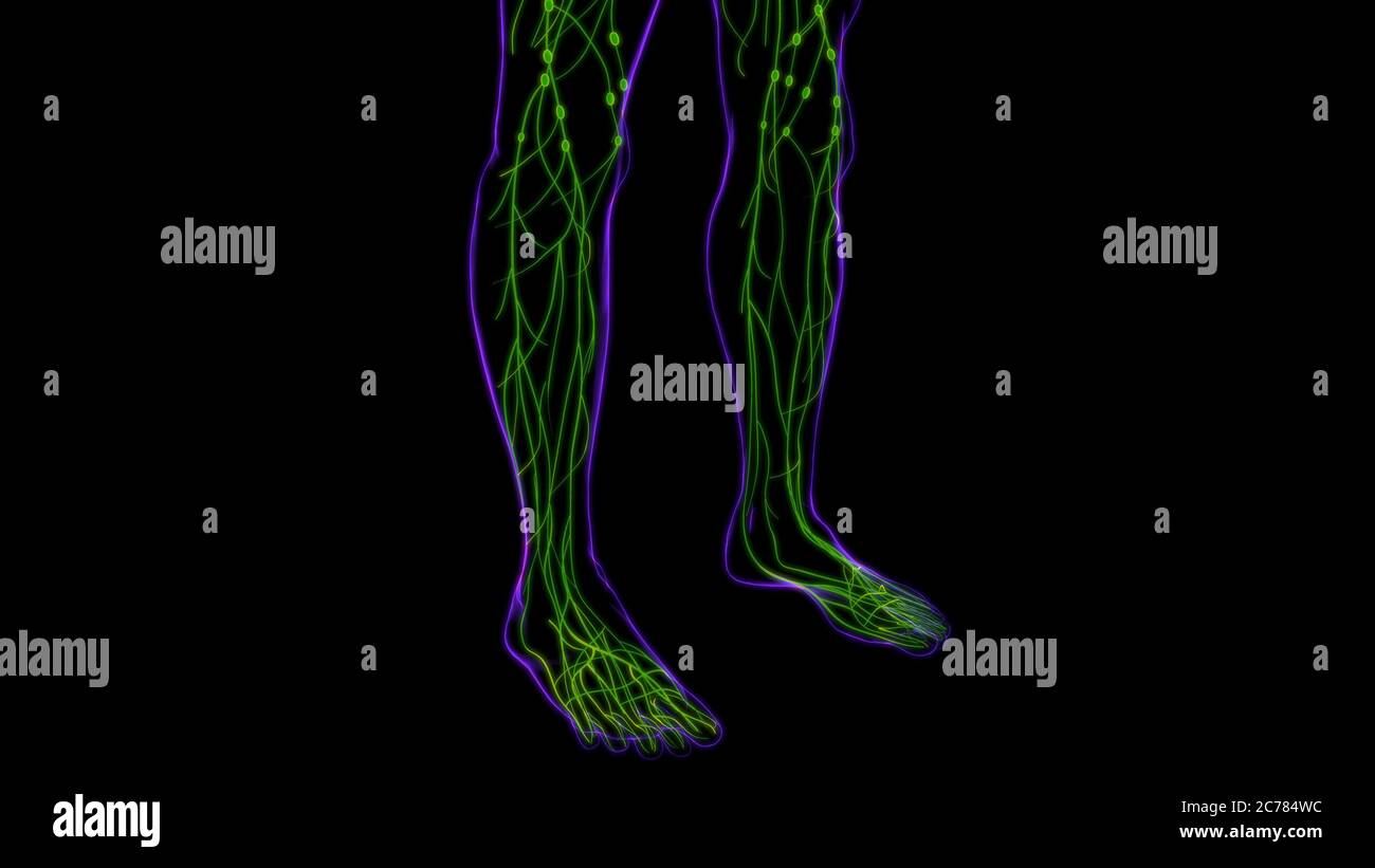 Human Lymph Nodes Anatomy For Medical Concept 3D Illustration Stock ...