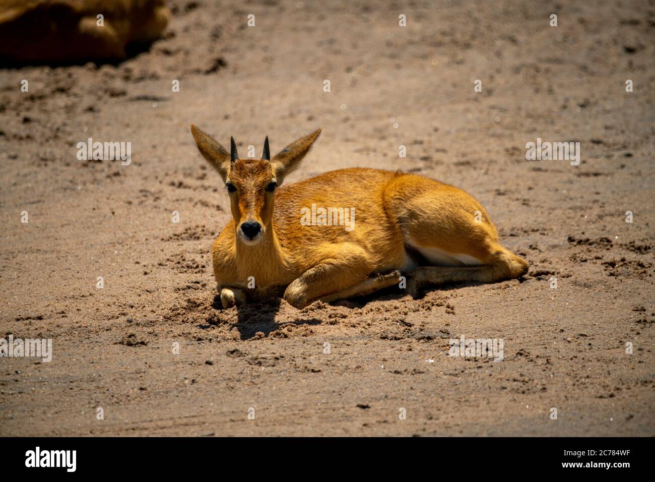 Tanzania bohor reedbuck antelope hi-res stock photography and images ...