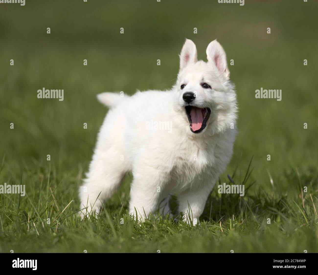 Berger Blanc Suisse, White Swiss Shepherd Dog. Puppy standing in grass ...