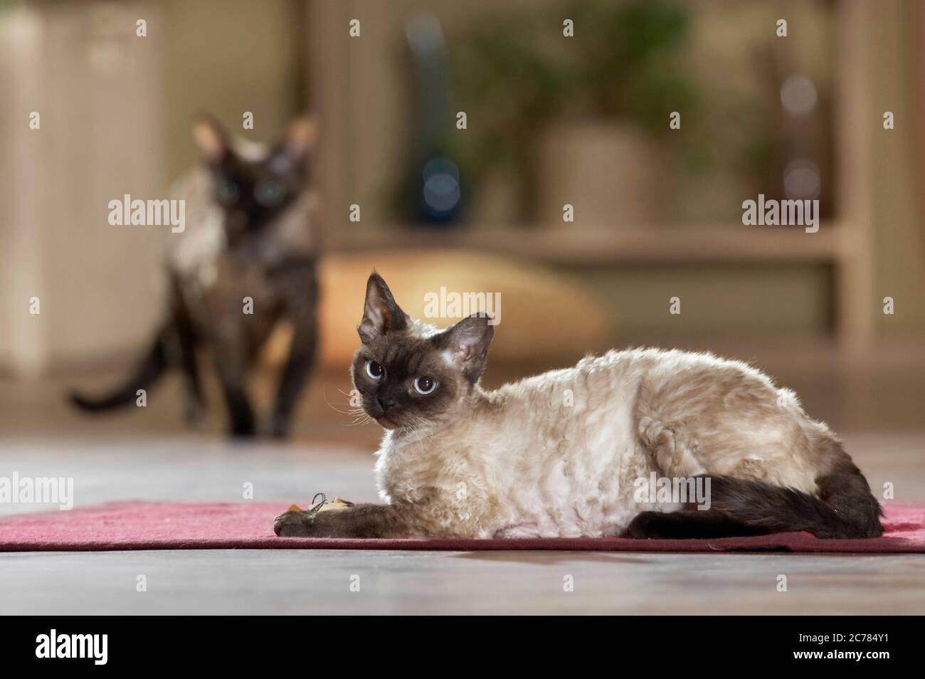 Devon cat hi-res stock photography and images - Alamy