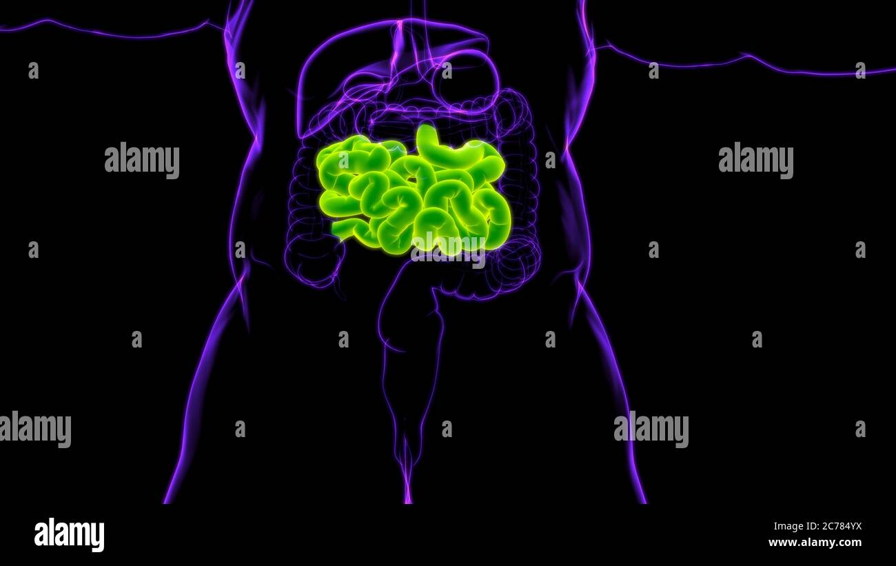 Small Intestine 3D Illustration Human Digestive System Anatomy For ...