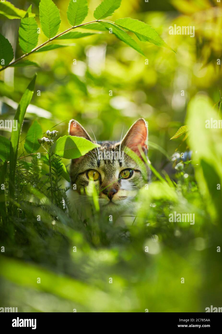 Animal cat spots hi-res stock photography and images - Alamy