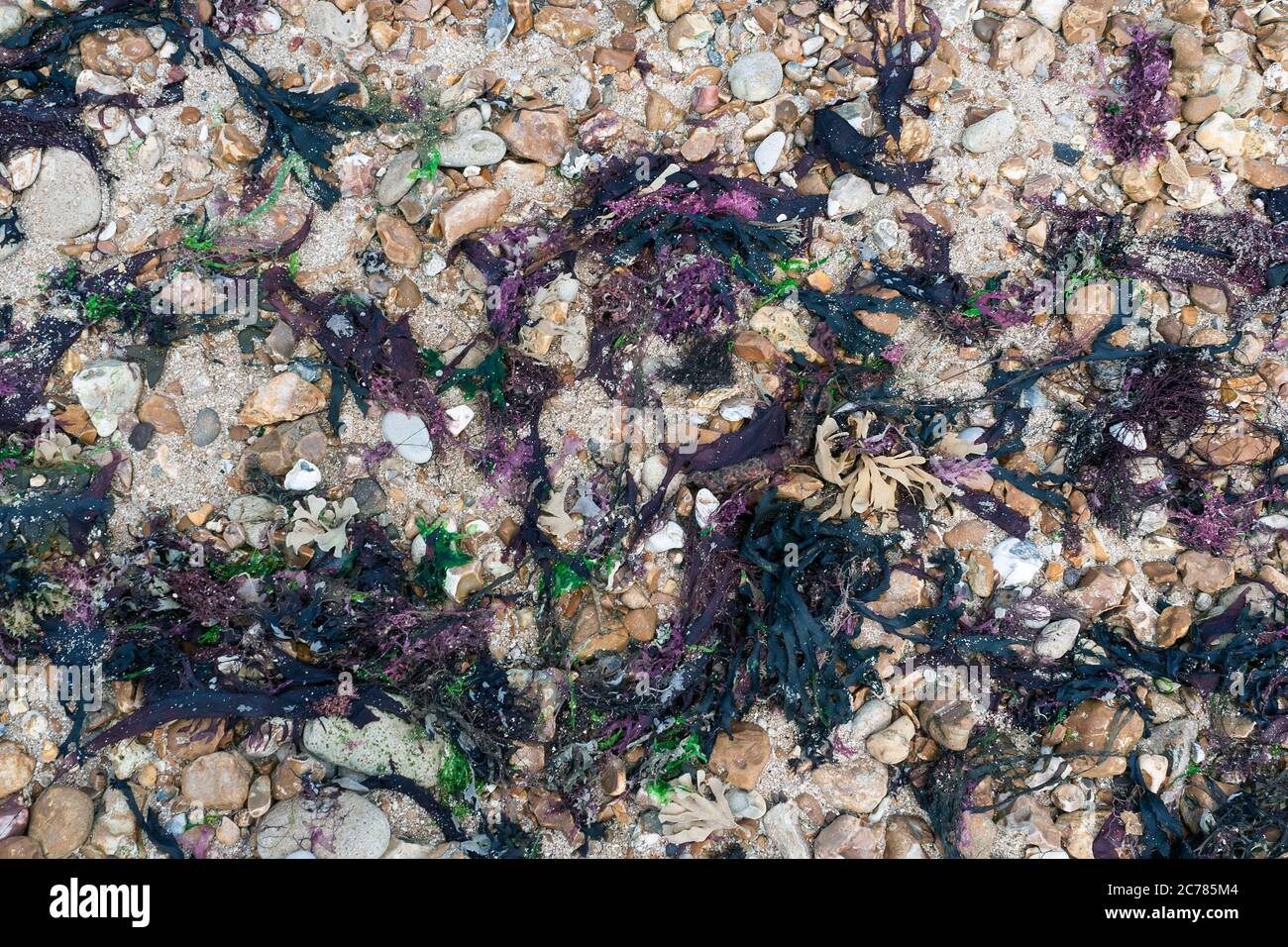 Seaweed shells pebbles on beach hi-res stock photography and images - Alamy