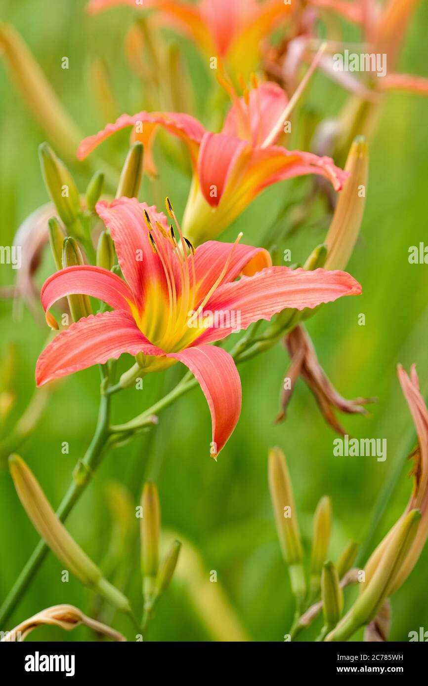Hemerocallis fulva hi-res stock photography and images - Alamy