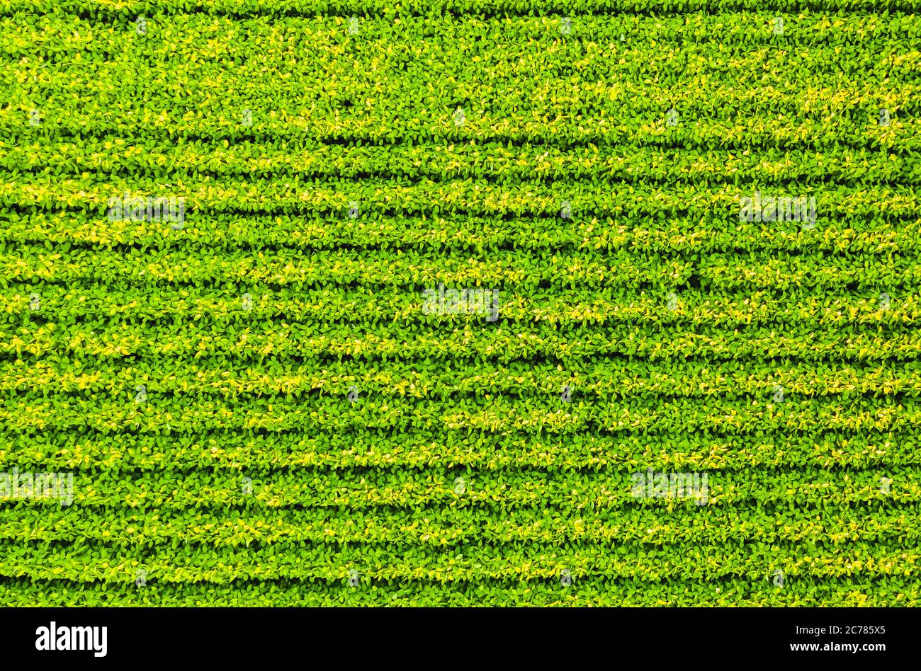 Soybean field with rows of soya bean plants. Aerial view Stock Photo ...