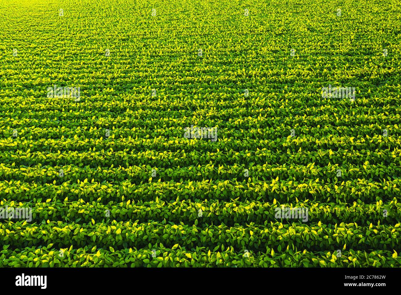 Soybean field with rows of soya bean plants. Aerial view Stock Photo ...