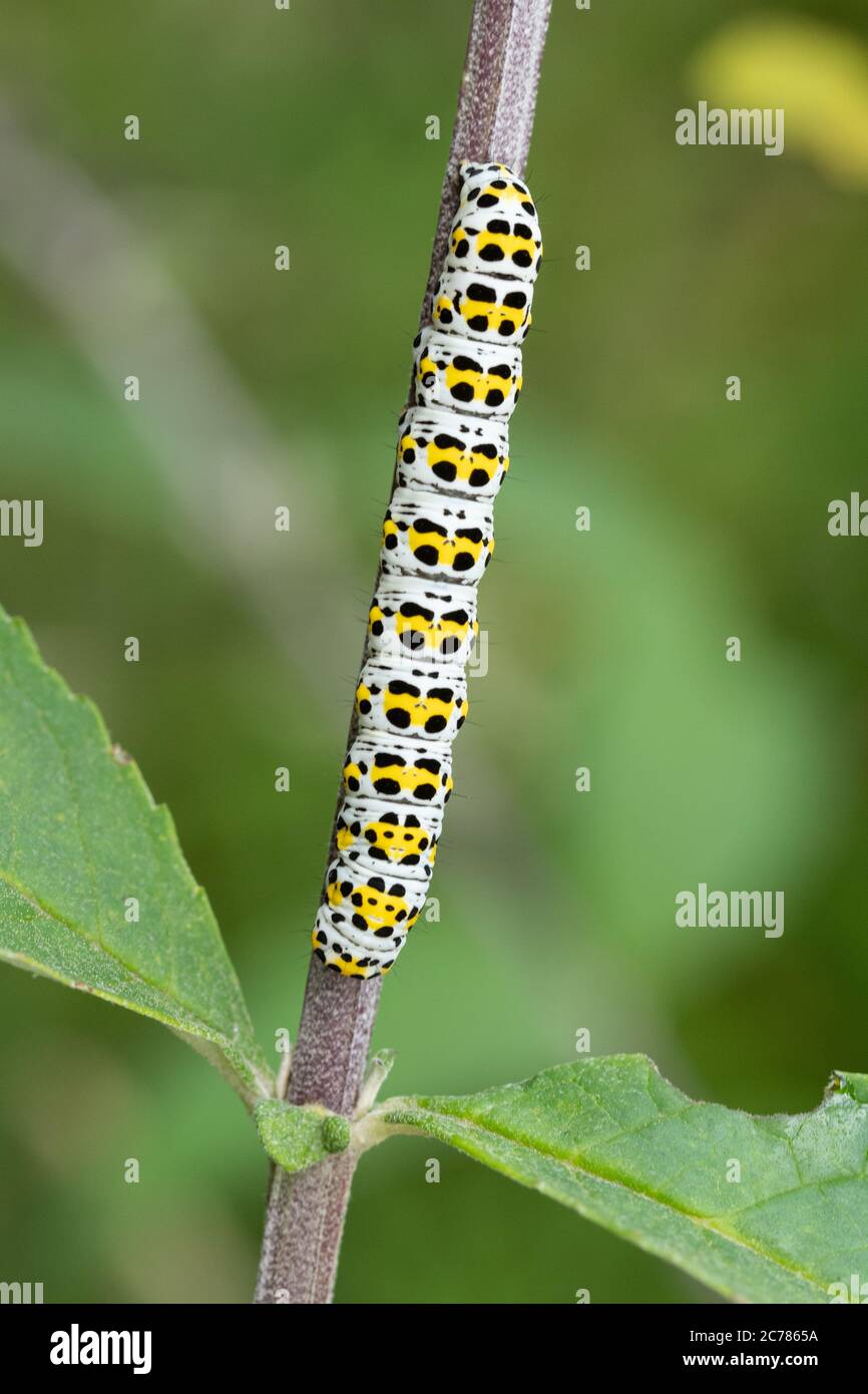 Mullein moth caterpillar or larva (Cucullia verbasci) on a buddleia ...