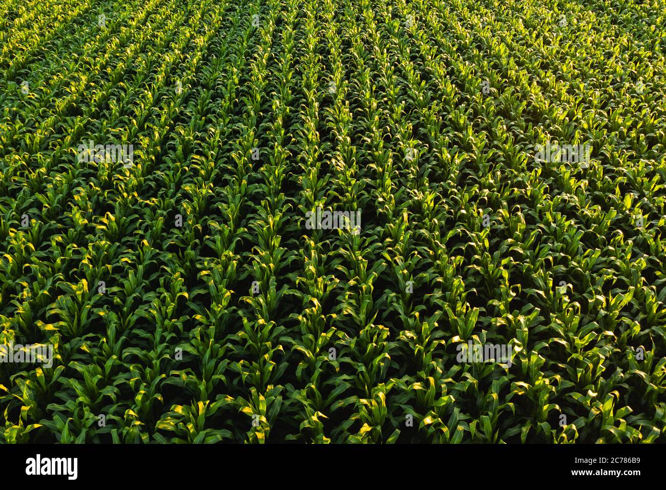 Cornfield low aerial view maize hi-res stock photography and images - Alamy