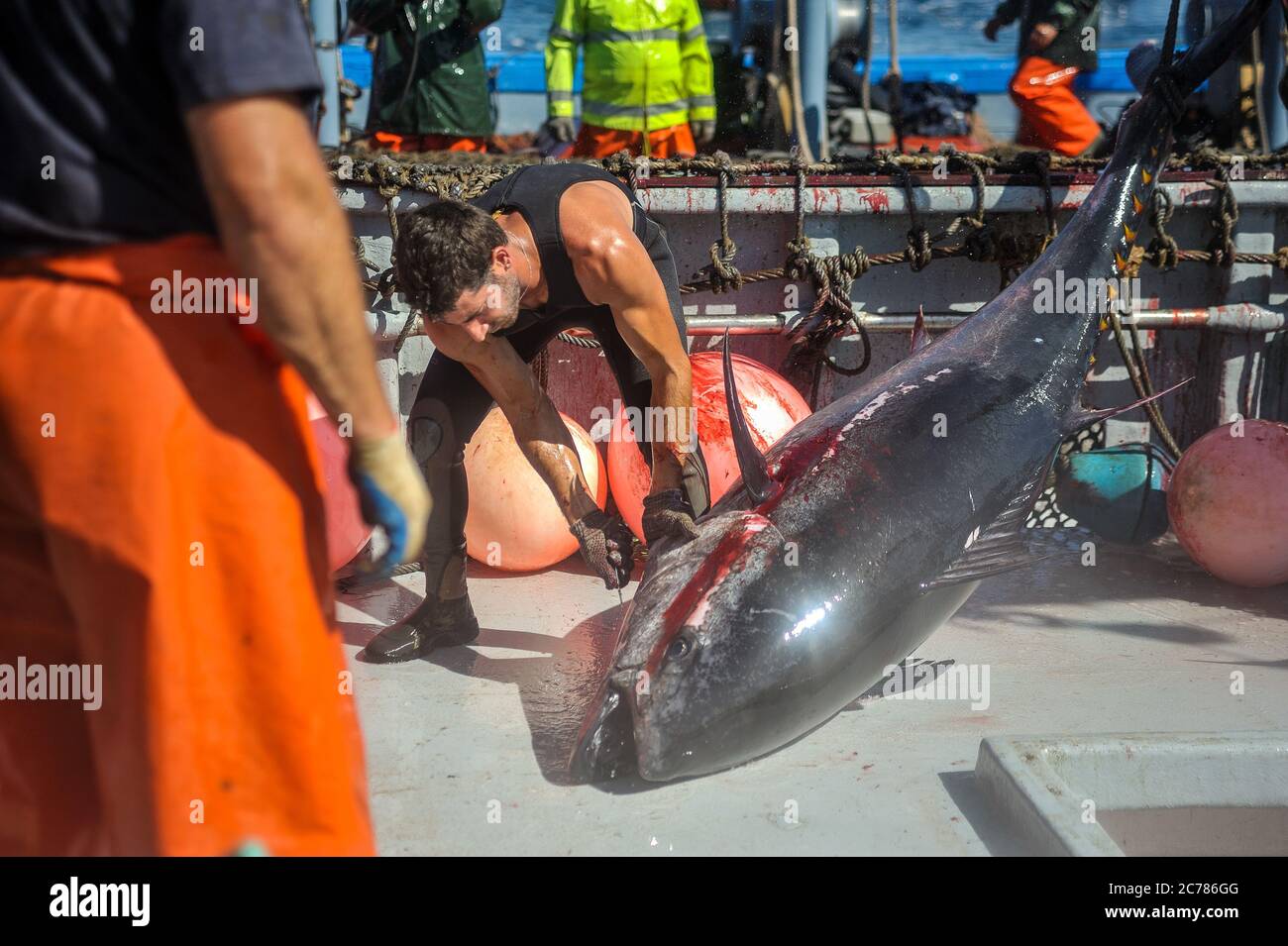 The slaughter-man cuts the gill artery of a Bluefin tuna to bleed it to ...