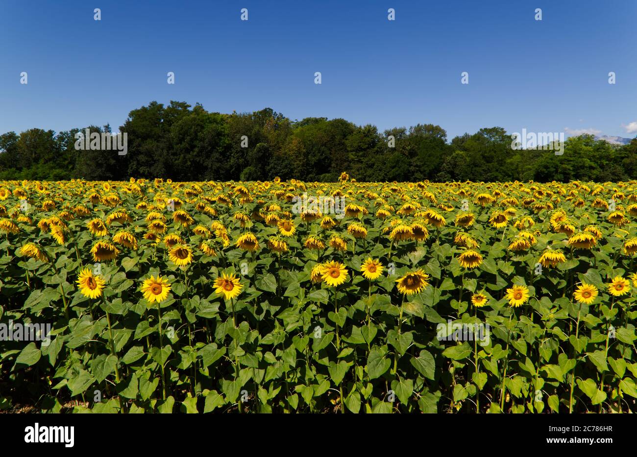 Magnificent sunflowers illuminated by the summer sun Stock Photo - Alamy
