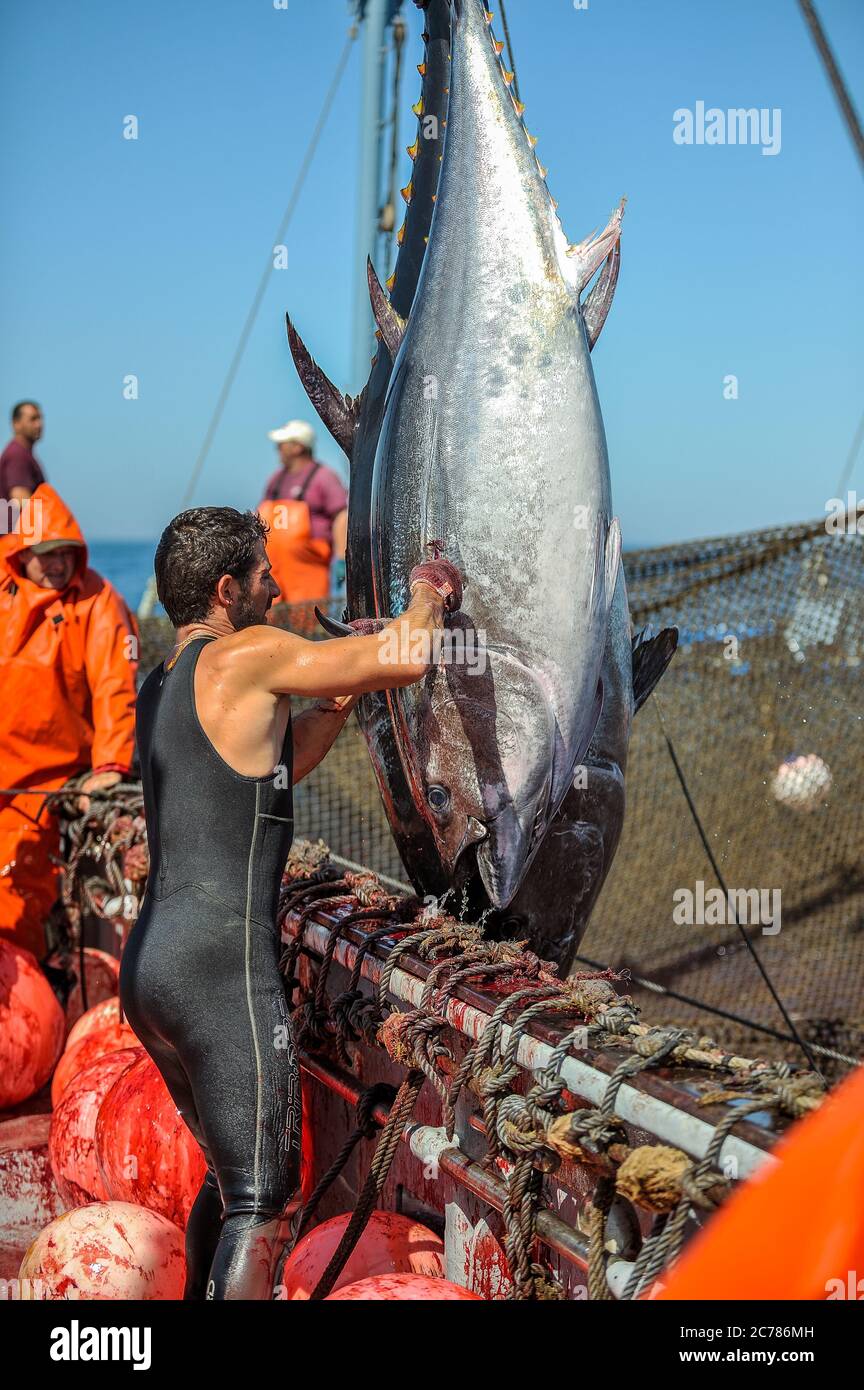 The slaughter-man cuts the gill artery of a Bluefin tuna to bleed it to ...
